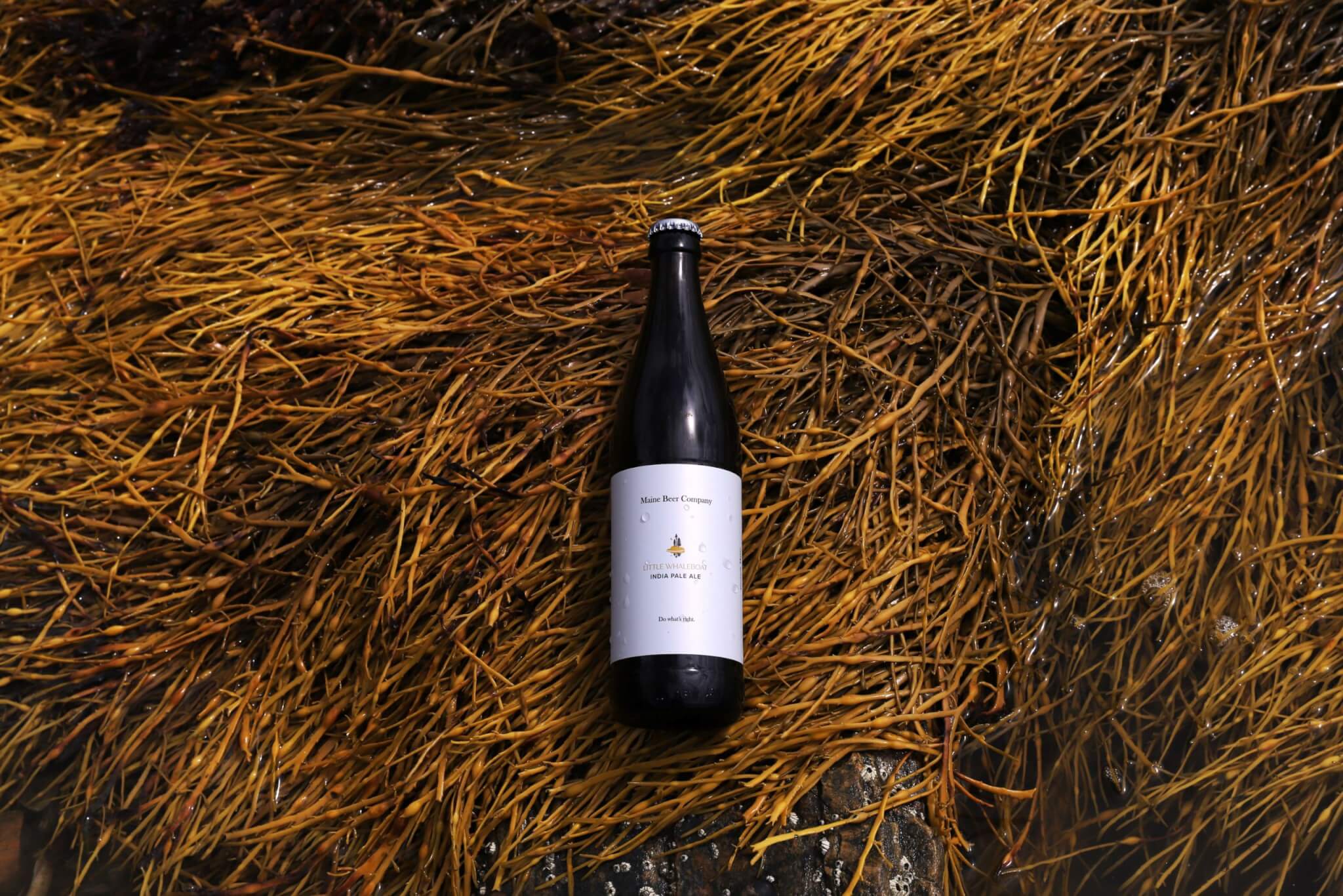 Maine Beer Company - Little Whaleboat IPA Draft & Bottle Release ...