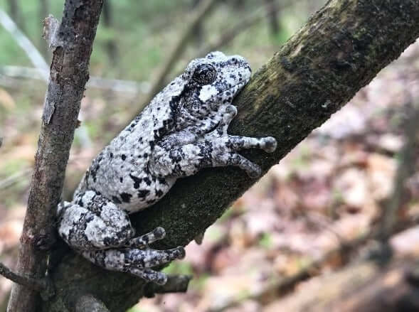 Pineland Farms - Woodland Wonders - Visit Freeport