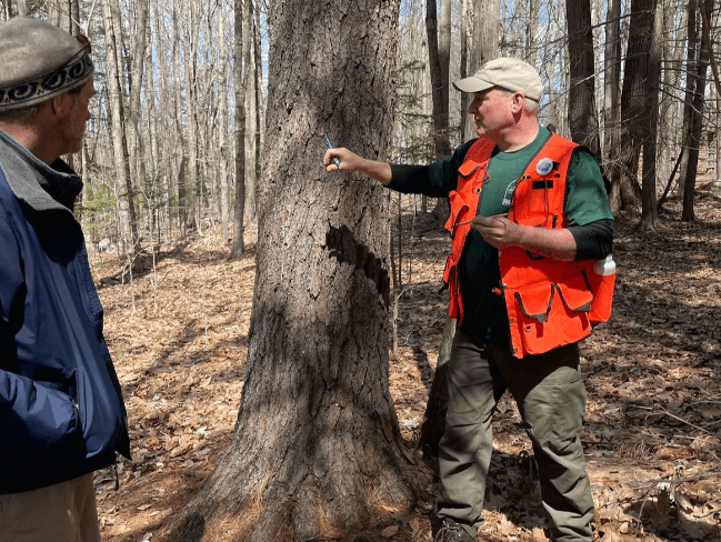 Pineland Farms - Forest Trees of Maine - Visit Freeport