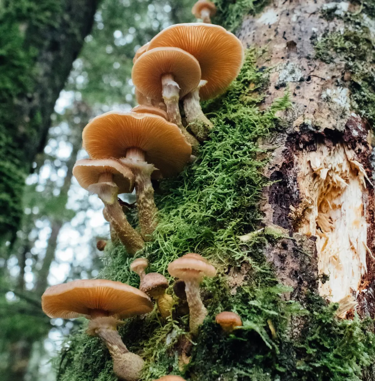 Through the Trees - Family Earth Day Mushroom Class - Visit Freeport