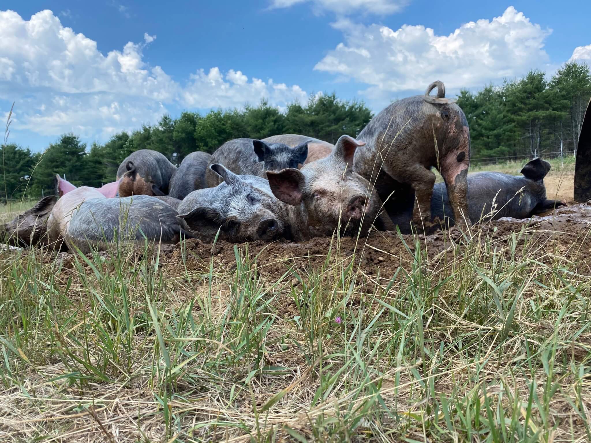 Old Crow Ranch - Open Farm Day - Visit Freeport